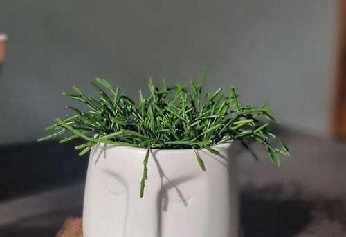Хатиора рипсалис красивое растение в горшке