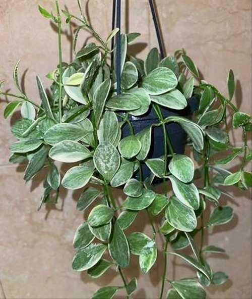 Dischidia iolanta variegated Дисхидия Иоланта вари