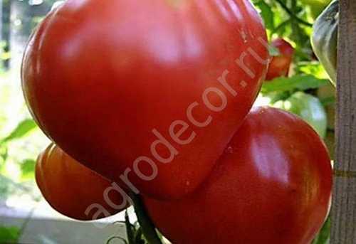 Семена помидоров «бычье сердце»