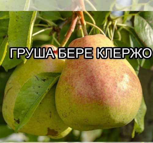 Саженцы груши