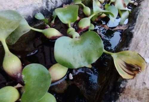 Растения в пруд