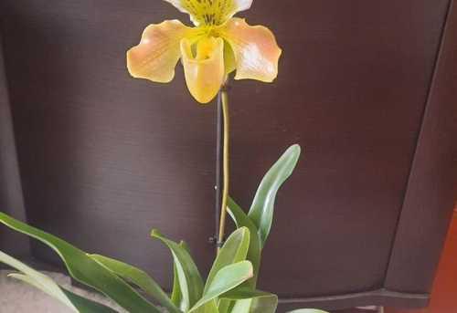 Орхидея Paphiopedilum