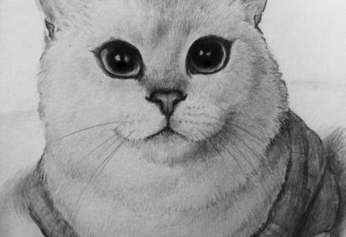Портрет кота кошки домашнего любимца