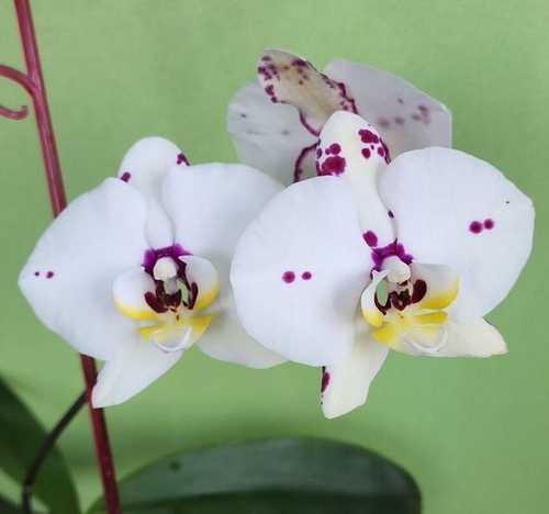 Орхидея фаленопсис Kellion