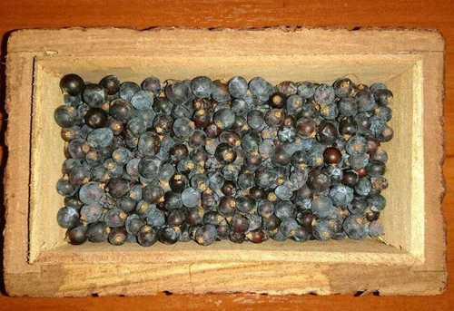 Семена шишко-ягоды можжевельника лесного