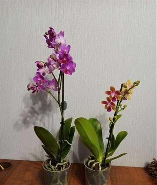 Орхидея фаленопсис мультифлора Арома