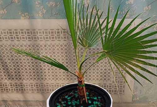 Пальма Вашингтония нитчатая 80 см
