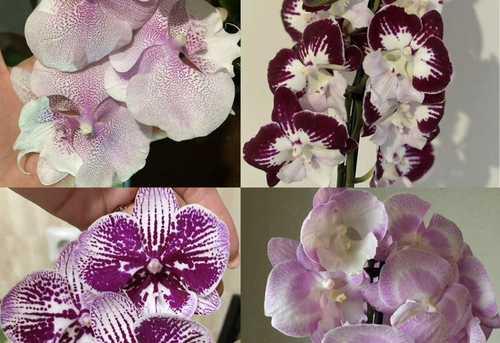 Орхидея фаленопсис поцелуй Кисс, Kizz, Kiss