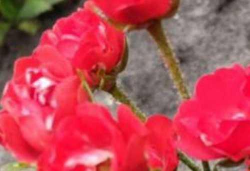 Пузыреплодник роза барбарис спирея