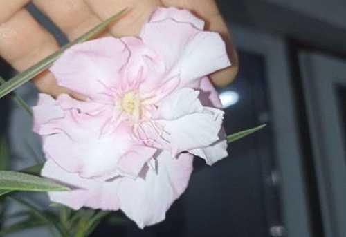 Олеандр махровый нежно розовый