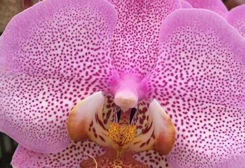 Орхидея фаленопсис Formation