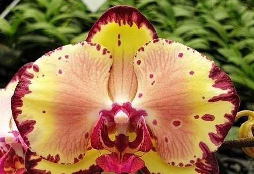 Сортовые орхидеи из Азии