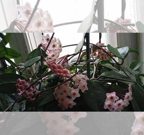 Хойя