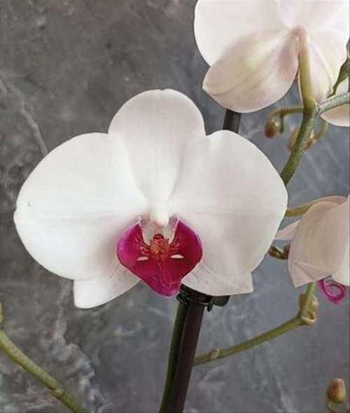 Орхидея фаленопсис Ред лип (Red lip)