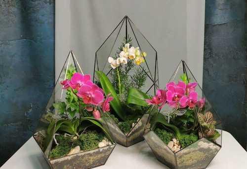 Флорариумы с орхидеями, орхидариумы