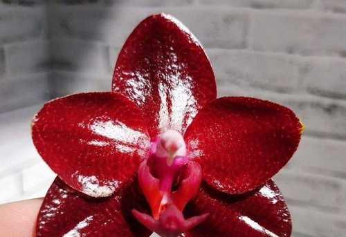 Фаленопсис орхидея Азия нецветущие
