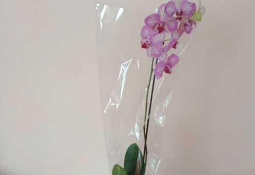 Орхидея 75 см