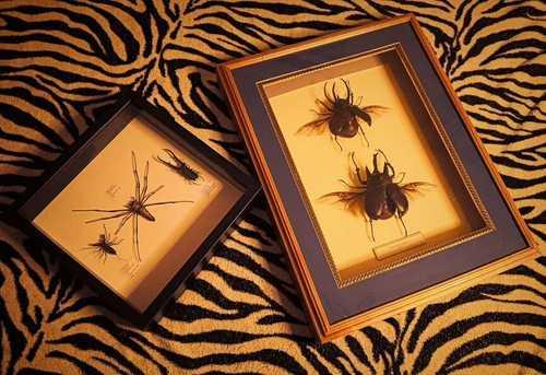 Картины с членистоногими, насекомыми