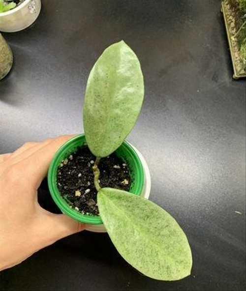 Hoya Carnosa Grey Ghost