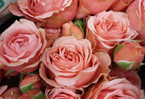 Кустовая пионовидная роза 60 см