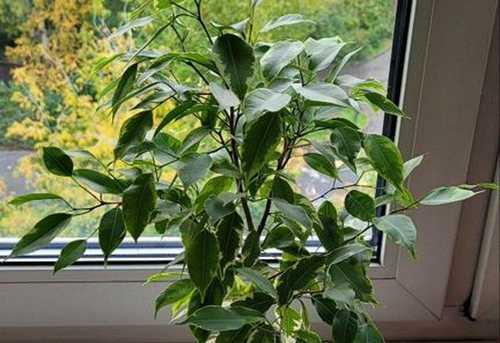 Фикус бенджамина молодое растение 45 см