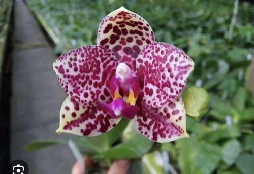 Орхидея фаленопсис Mituo Diamond Cluster