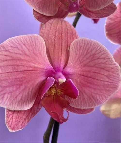 Орхидея Фаленопсис "Narbonne"