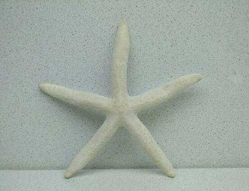 Звезда Белая 13,9 морской сувенир подарок