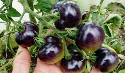 Семена помидоров томатов Черная клубника