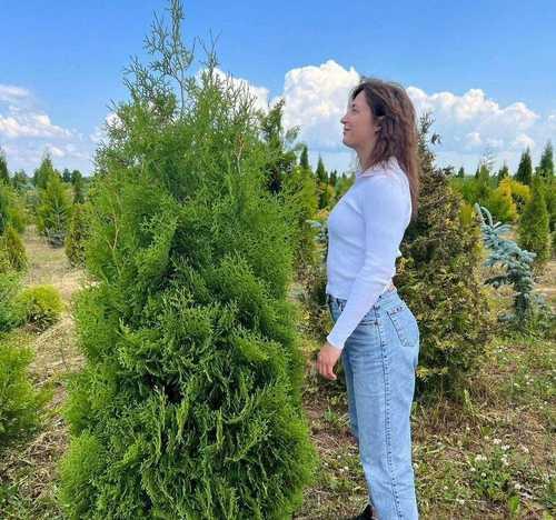 Туя брабант 170 см