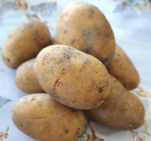 Картошка продажа домашняя семена