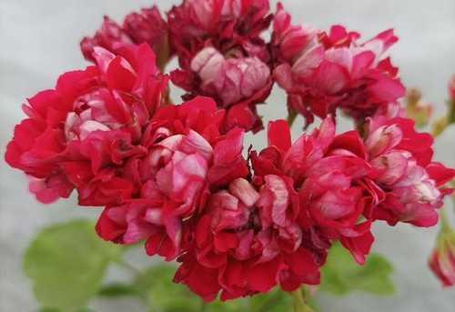 Пеларгония Живые розы