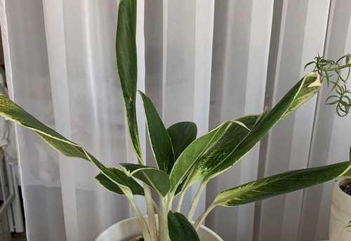 Aglaonema разные сорта и виды