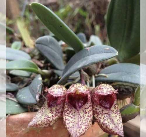 Орхидея Bulbophyllum frostii