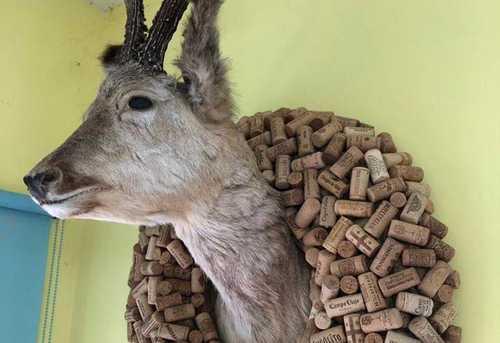 Чучело головы косули