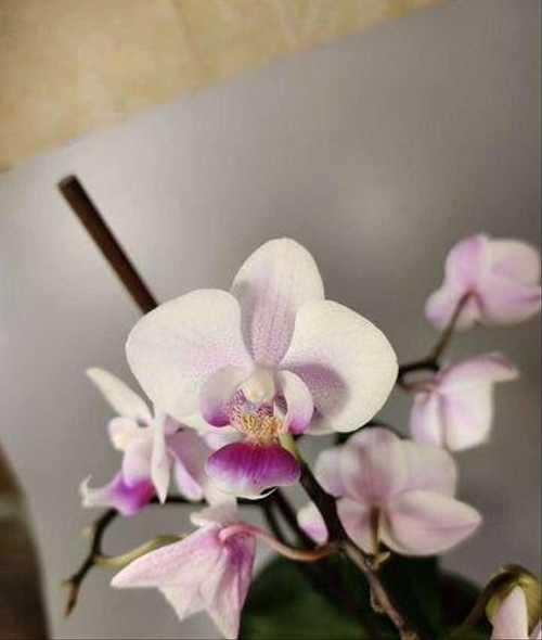 Домашняя цветущая орхидея Pink Dream