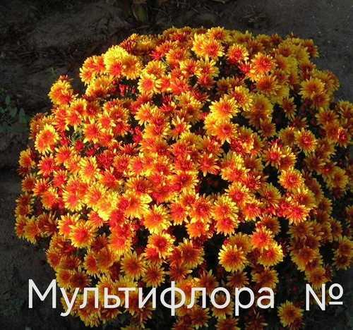 Мультифлора (саженцы)