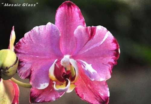 Орхидея мозаик глас (не цветёт)