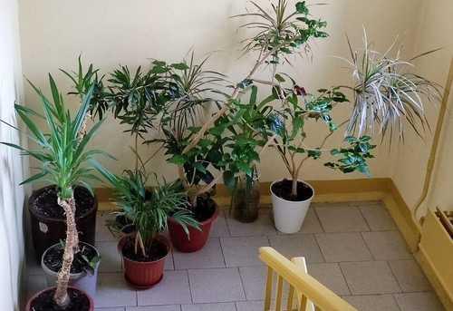 Взрослые растения для дома и офиса