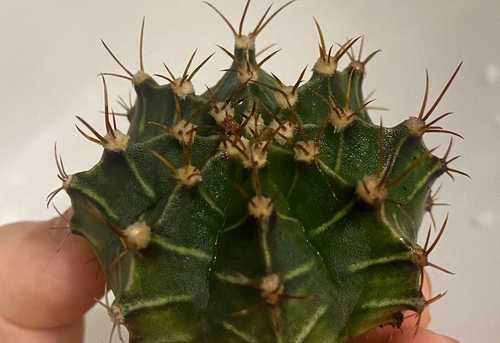 Кактус gymnocalycium mihanovichii