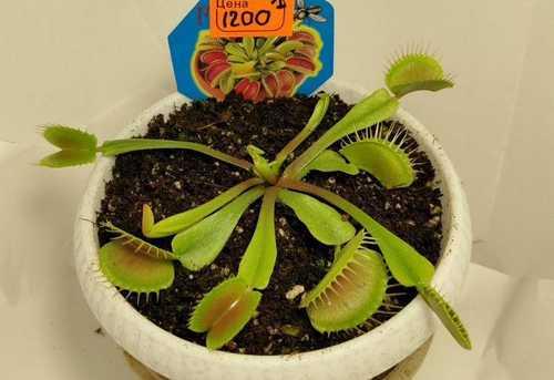 Венерина мухоловка (Dionaea muscipula)