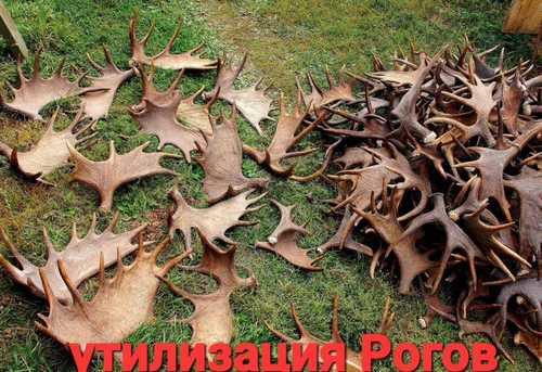 Рога