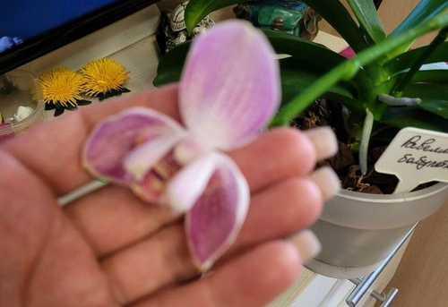 Орхидея фаленопсис бабулетка