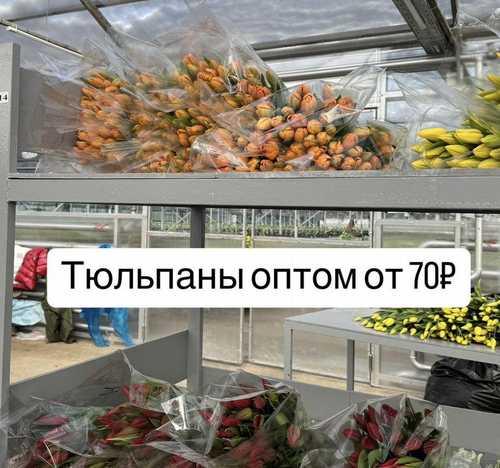Тюльпаны оптом крупные