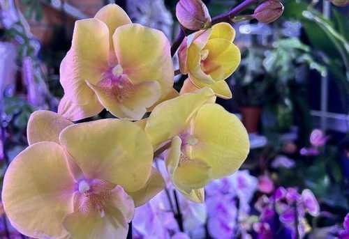 Орхидея фаленопсис биг лип манго или Manta Palau