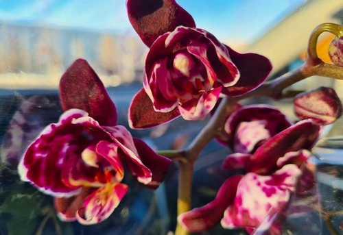 Орхидея фаленопсис пелор