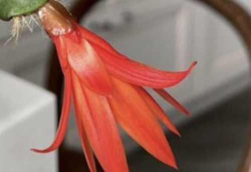 Рипсалидопсис пасхальник красно-оранжевый