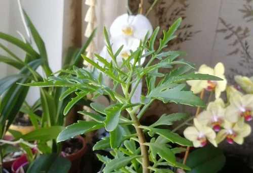Каланхоэ лациниата, молодые растения