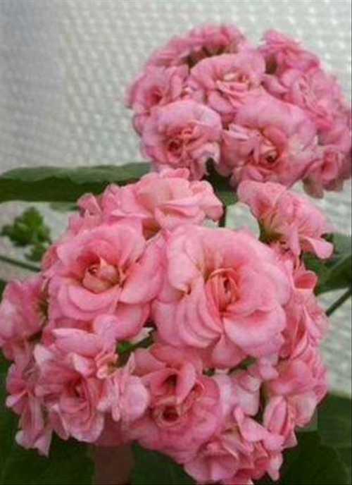 Пеларгония Античная роза