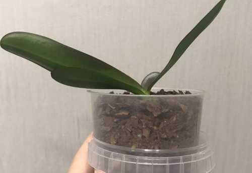 Орхидея фаленопсис детка
